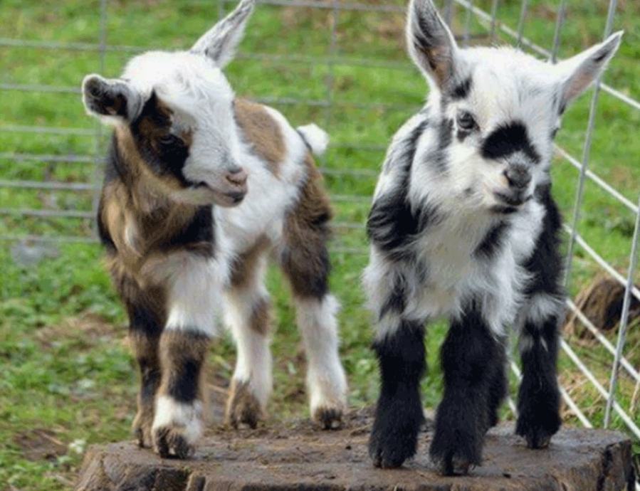 Africki patuljasti jarici