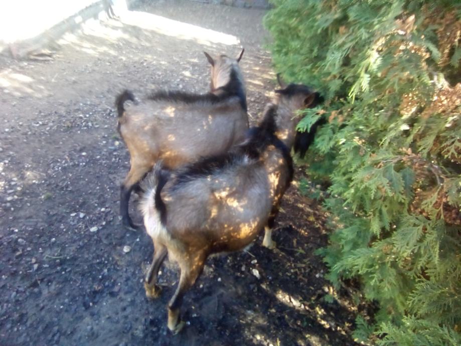 Akcija!!! Dva jarca za 2100 kn