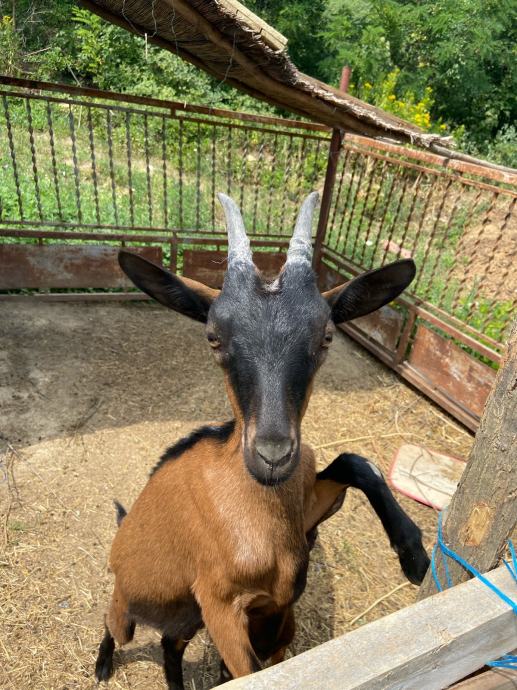 Alpske mliječne koze!