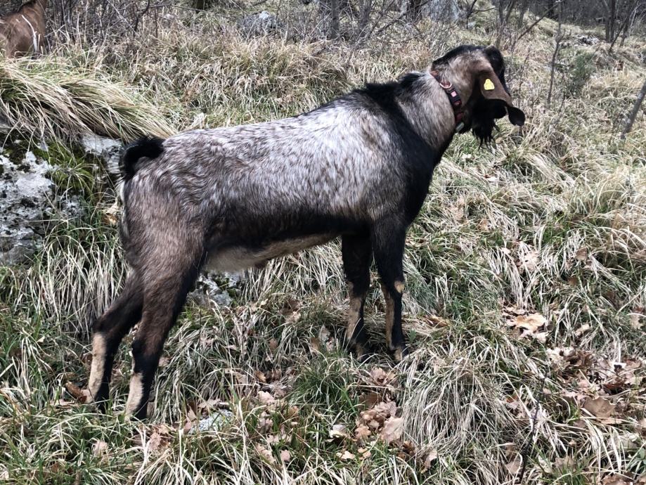 Anglonubijski jarici krizanci