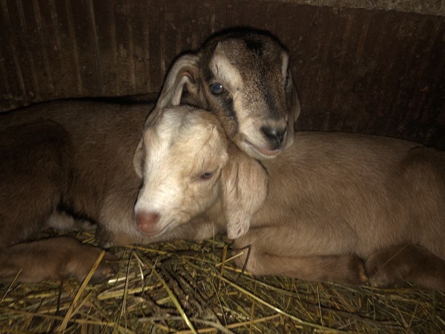 Anglonubijski jarici krizanci