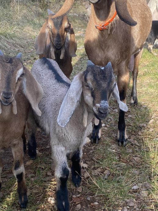 Anglonubijski jarici mješanci za rasplod!