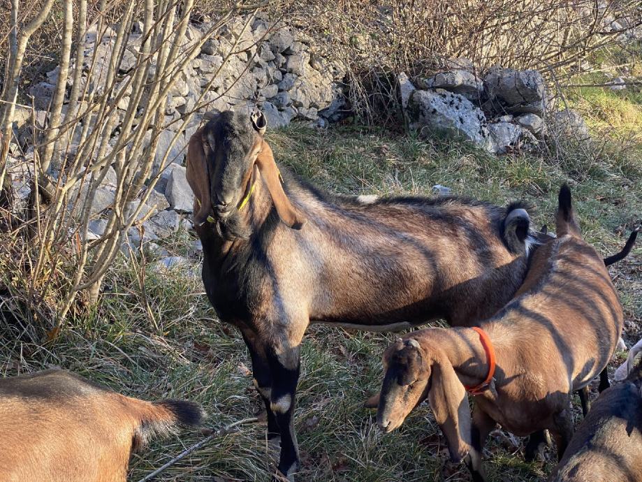 Anglonubijski jarici mješanci za rasplod!
