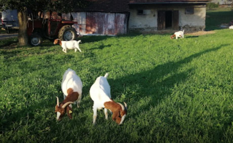 Burske koze - odrasle sa jaričima - prodajem čredo s krmo