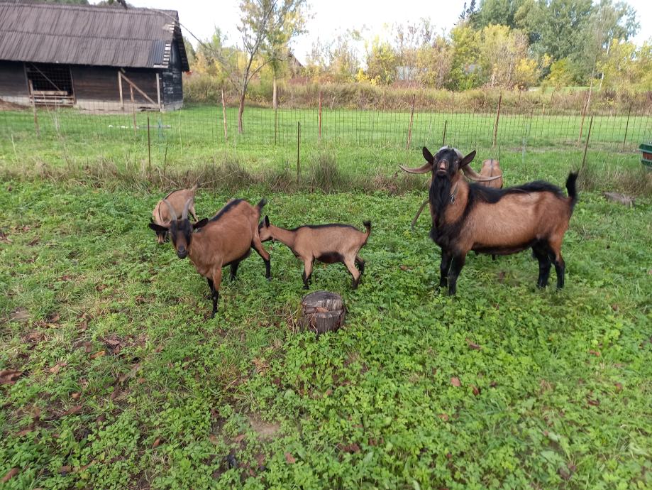 Francuska alpina (jarici)