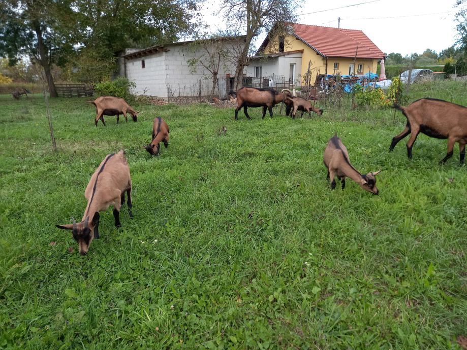 Francuska alpina (jarici)