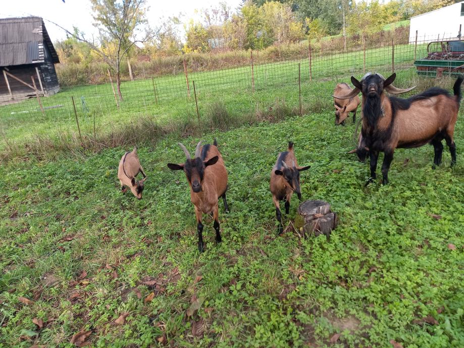 Francuska alpina (jarici)