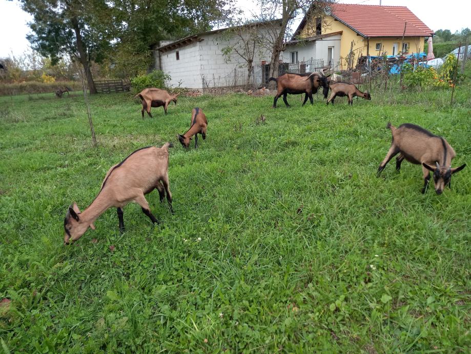 Francuska alpina (jarici)