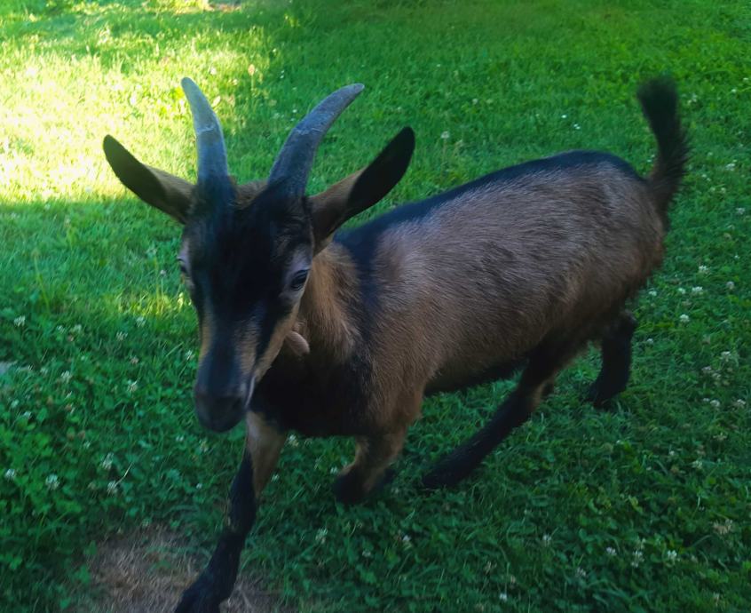 Francuska alpska koza