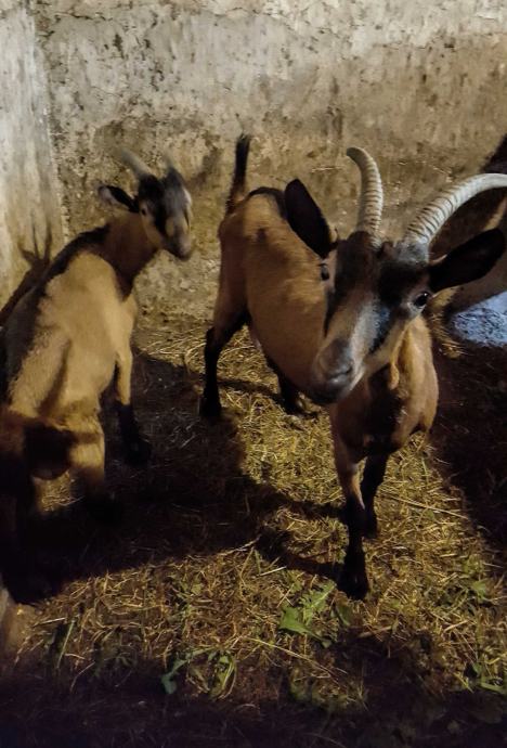 Francuska alpska koza