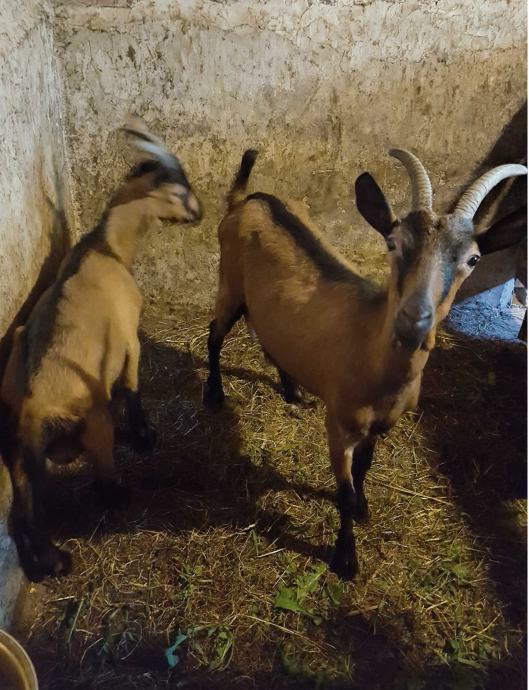 Francuska alpska koza