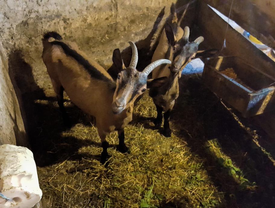 Francuska alpska koza