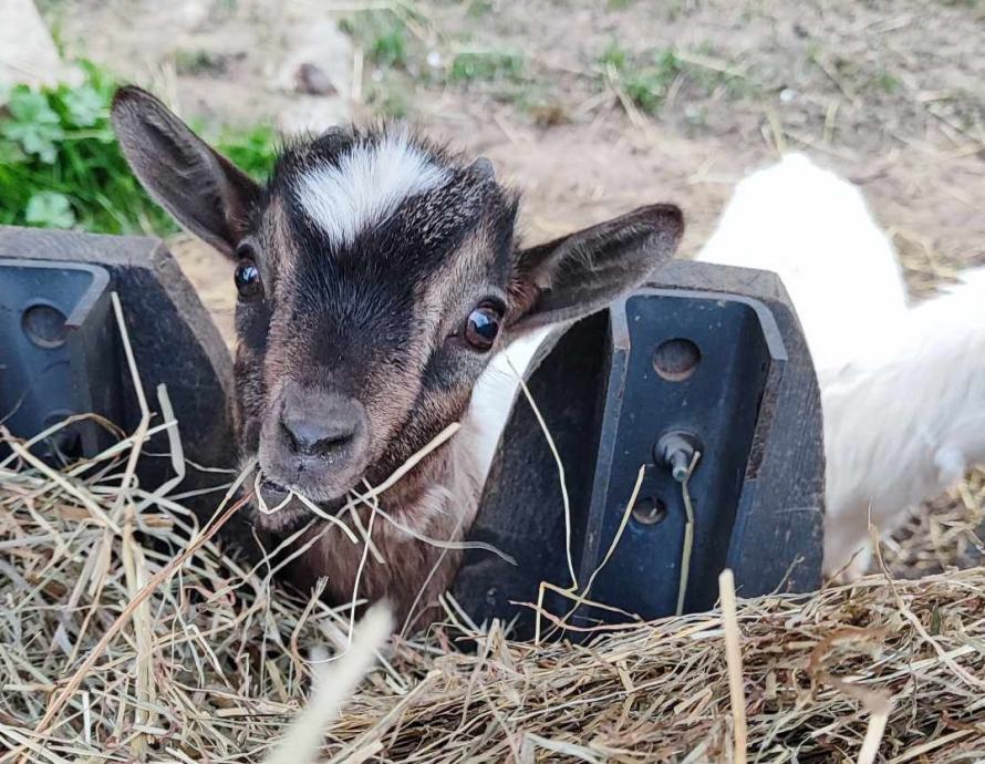 Himalajske mini koze