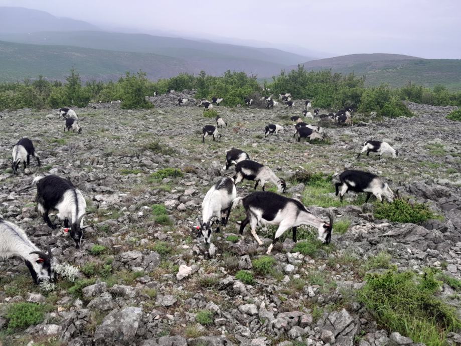 hrvatska sarena koza maticno