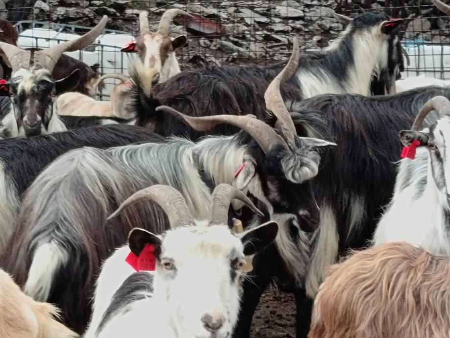 Hrvatske Šarene koze(koza/jare)