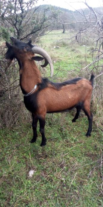 Jarci francuska alpina