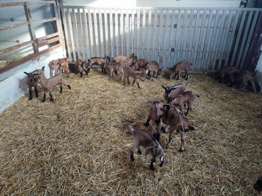 Jarići Francuska alpina Anglo-nubijski