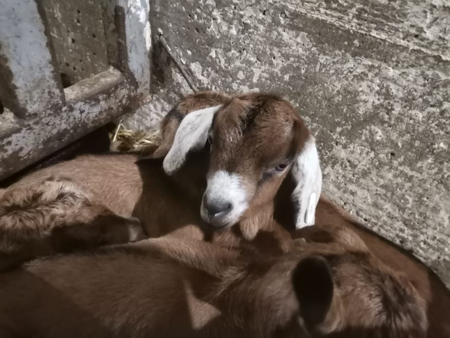 Jarići Francuska alpina Anglo-nubijski