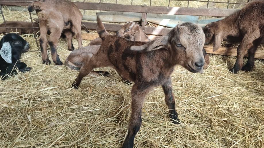 JARICI FRANCUSKA ALPINA/ANGLONUBIJSKI rasplod