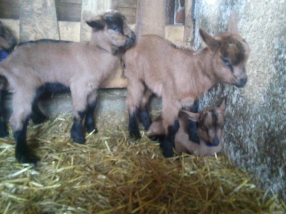 Jarići (francuska alpina)