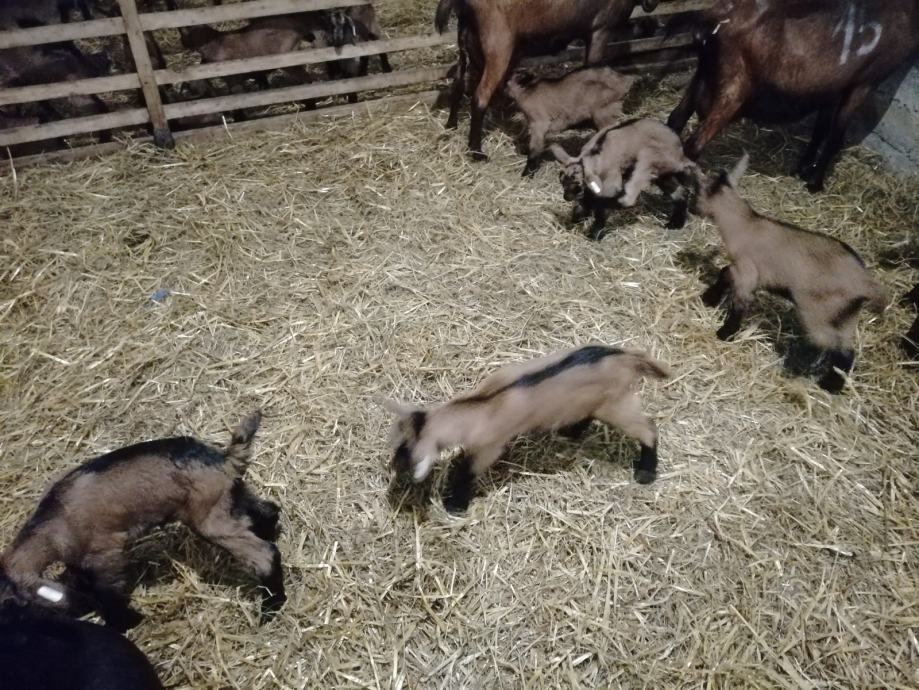 Jarici Francuska alpina