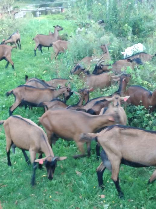 Jarici Francuska Alpina