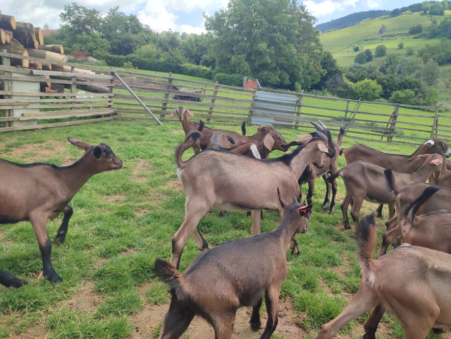 Jarici, Jarac Francuska alpina/Anglonubijski