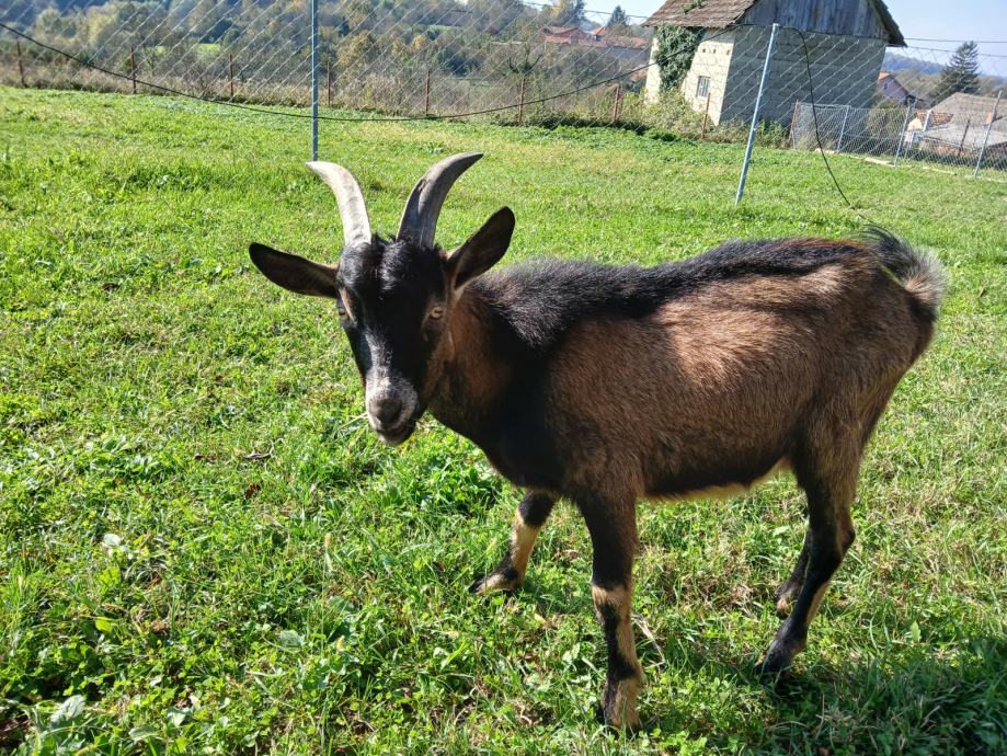 Jarići i koze