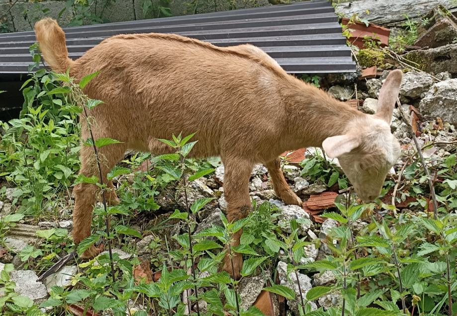 Jarići/kozlići mlade koze
