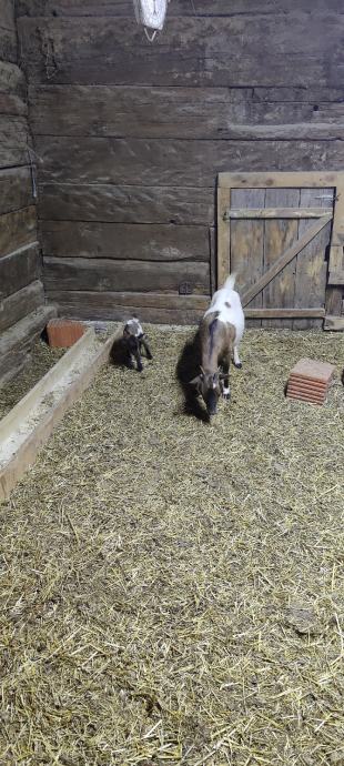 Kamerunske mini koze