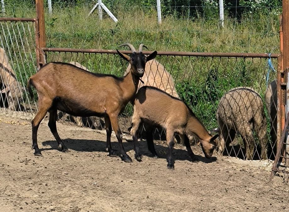 Jarac, 2 koze i jare za 350€