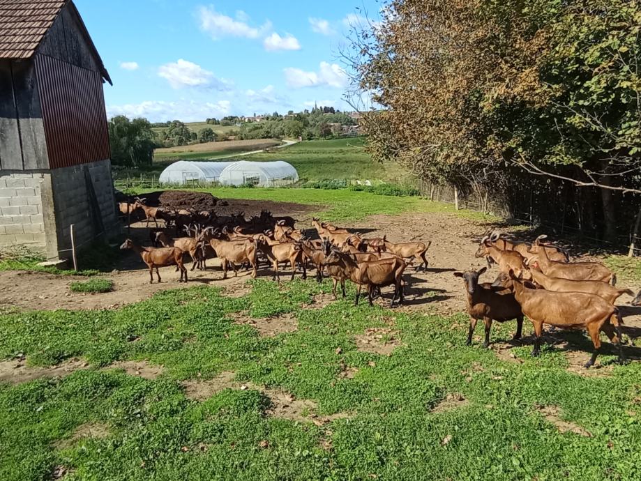 Koze francuska alpina