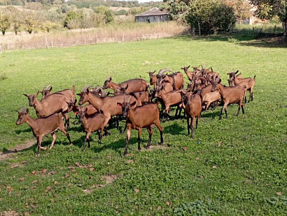Koze francuska alpina