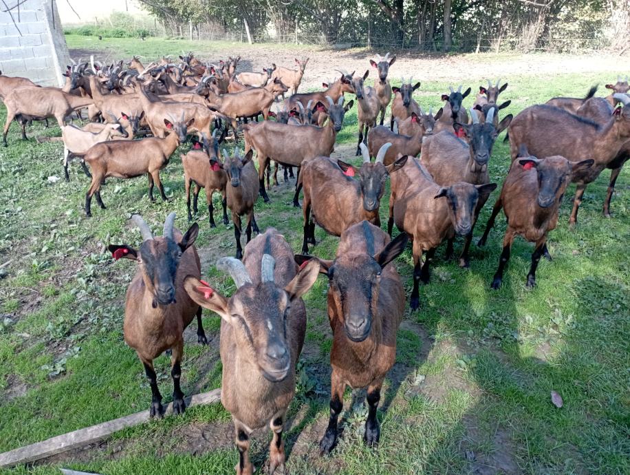 Koze francuska alpina