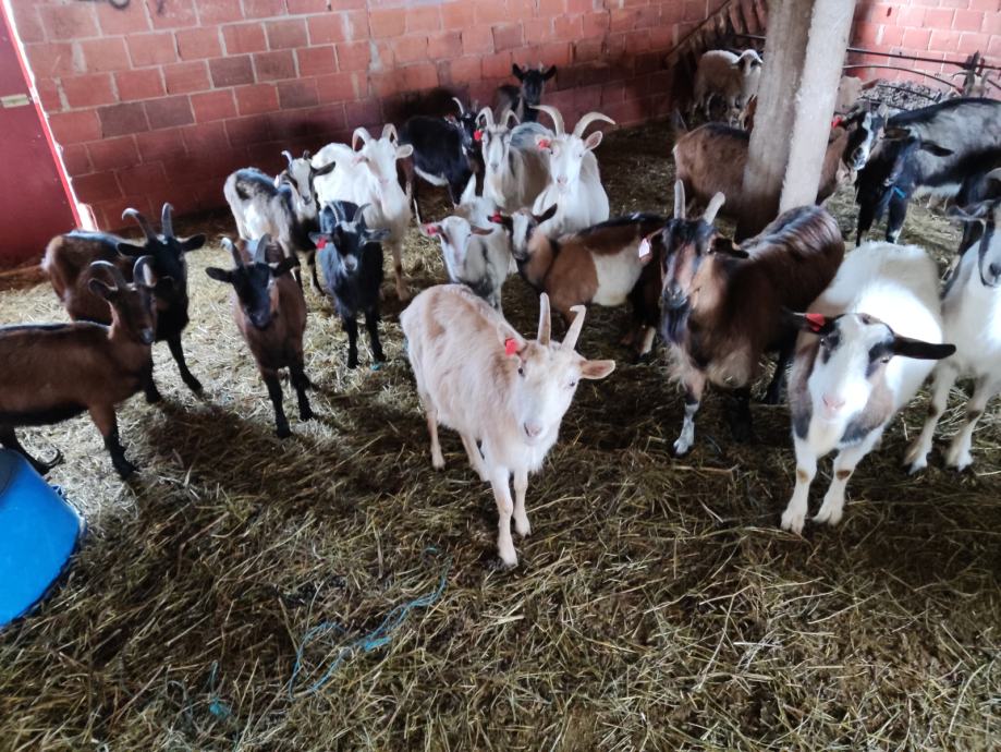 Koze i jarici hitno i povoljno