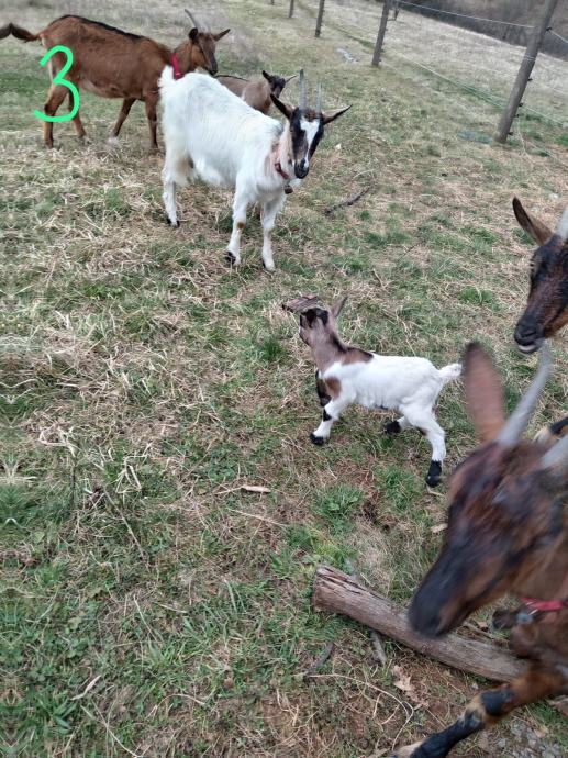 Koze, male koze i jarac