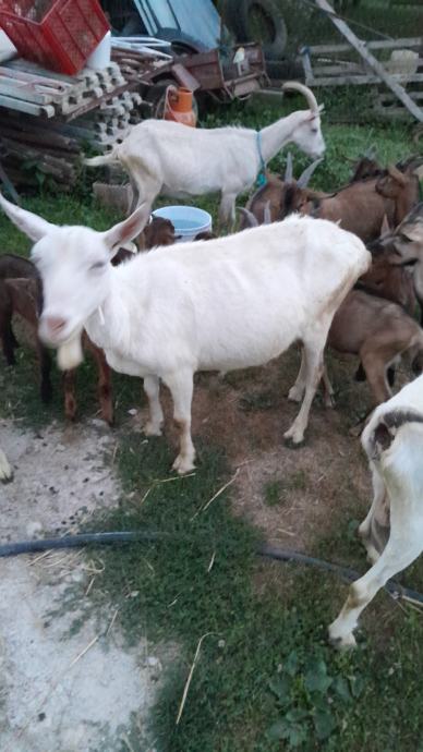 KOZE ZA OBRADU ILI DALJNJE DRZANJE