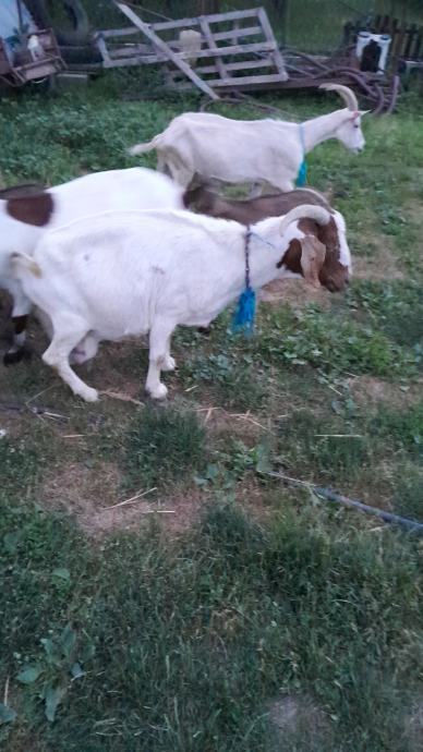 KOZE ZA OBRADU ILI DALJNJE DRZANJE