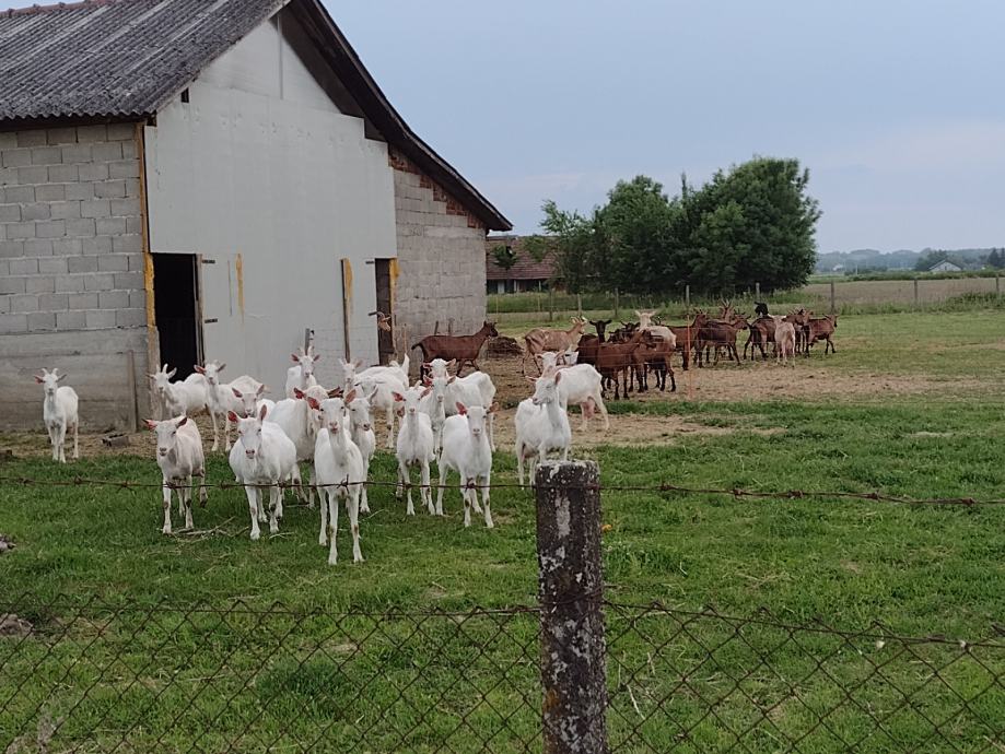 Koze sanske / Koze alpina