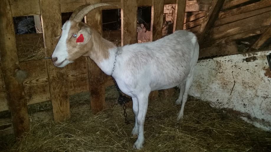 Mlada burska koza, bređa