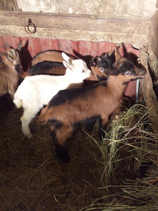 Mali jarici na dohranu srari mjesec dana