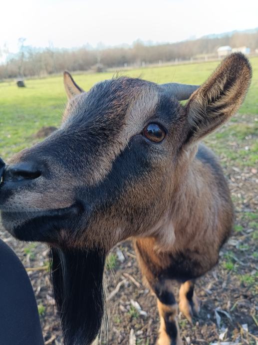 Mini Kamerunska Koza