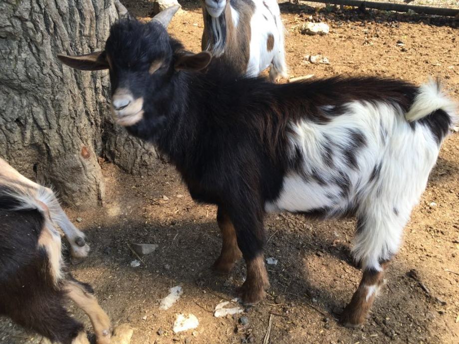 Mini koze i mini jarici