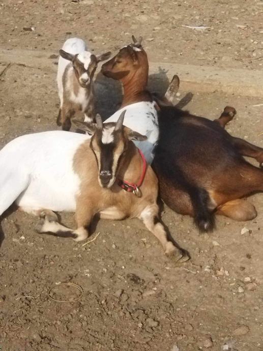 Mini Kozice