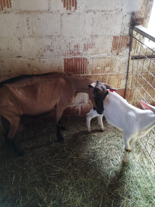 Koza za domaćinstvo ,Vrbovec