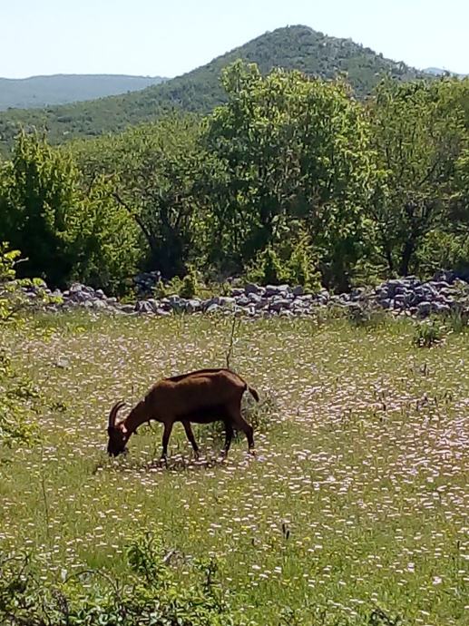 Mliječne koze i jarici