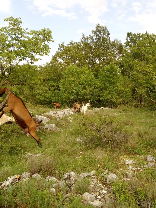 Mliječne koze i jarici