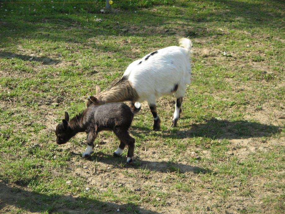 PATULJASTE MINI KAMERUNSKE KOZE
