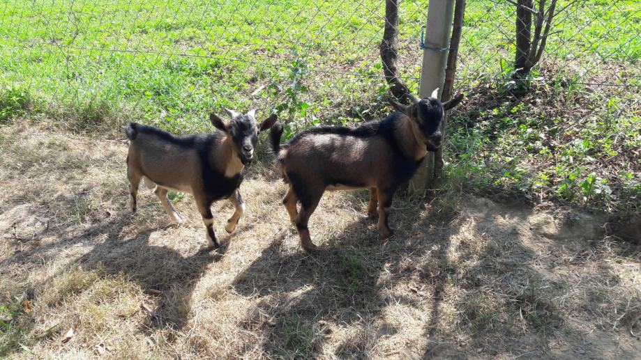 Patuljaste (mini) koze