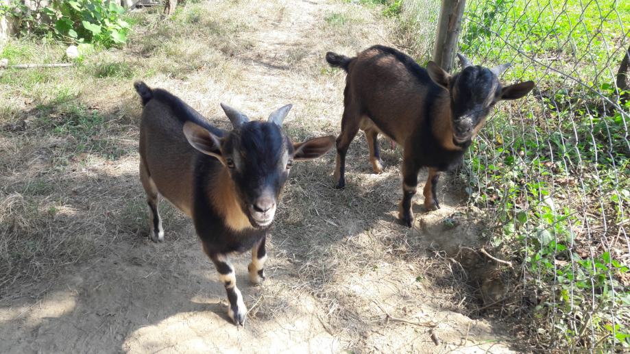 Patuljaste (mini) koze